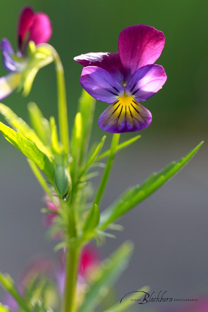 Commercial Photography | Saratoga NY Photographers Photography ...